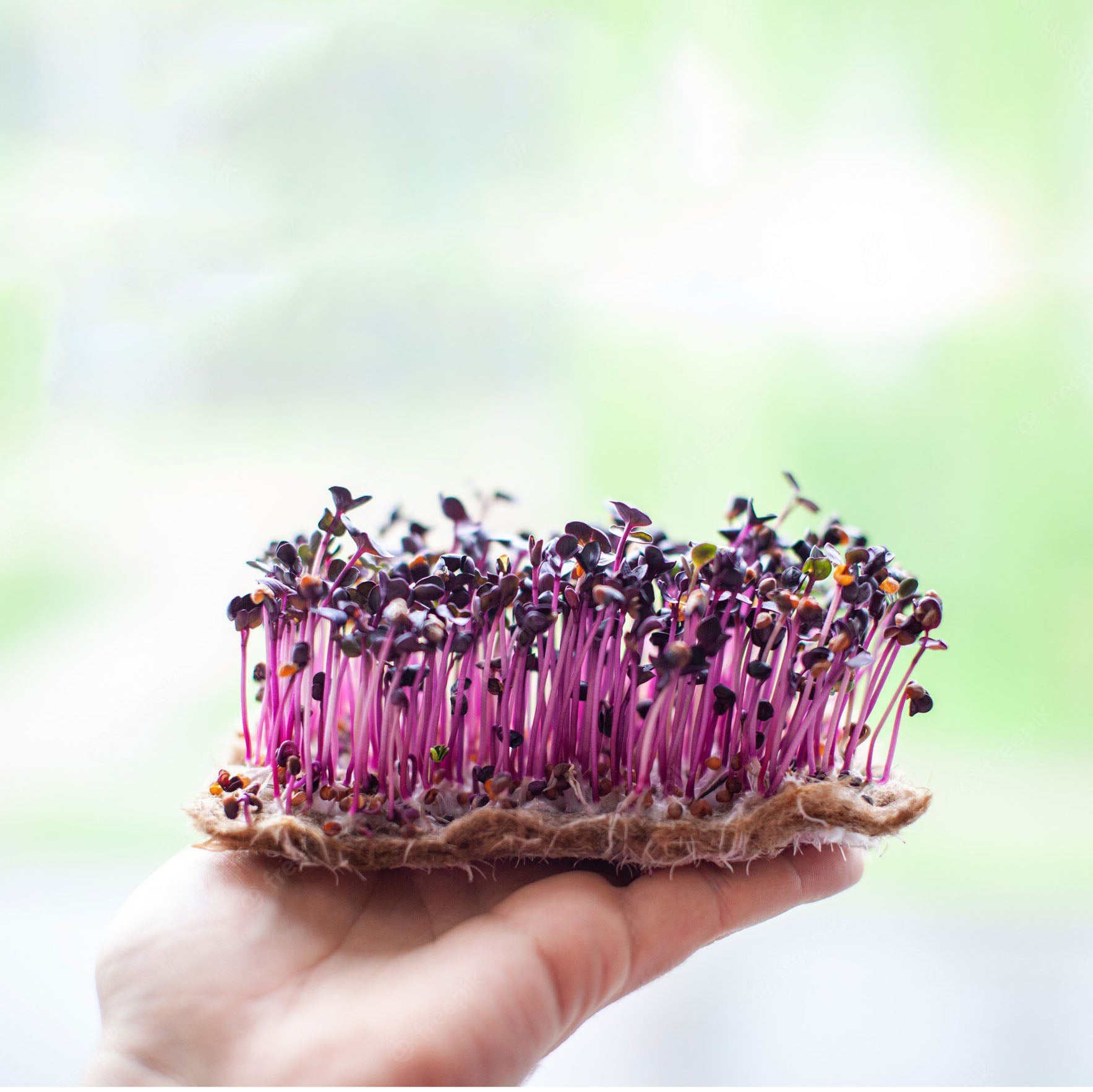 Garden#N# – SA Home Owner Shop